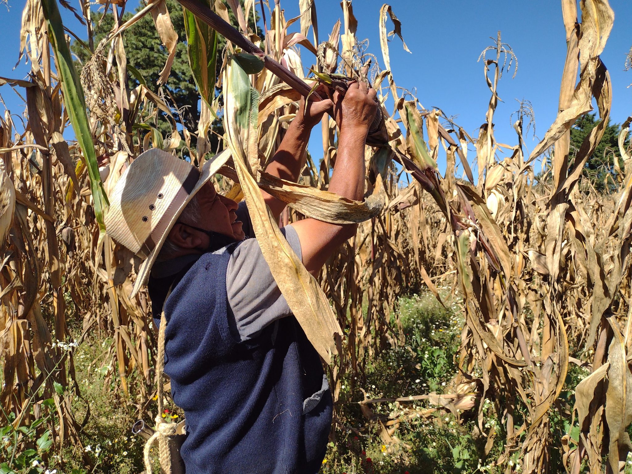 Producir alimentos actualmente no es sinónimo de modernizar procesos